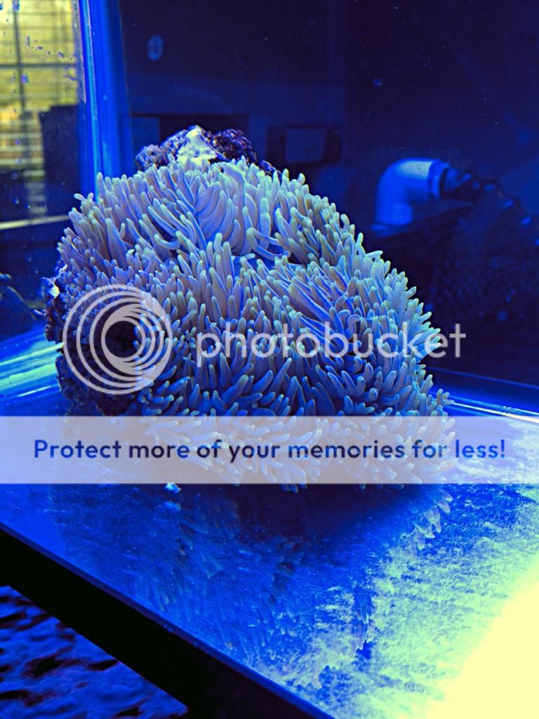 Treatment Protocol for Sick Anemones | Reef2Reef